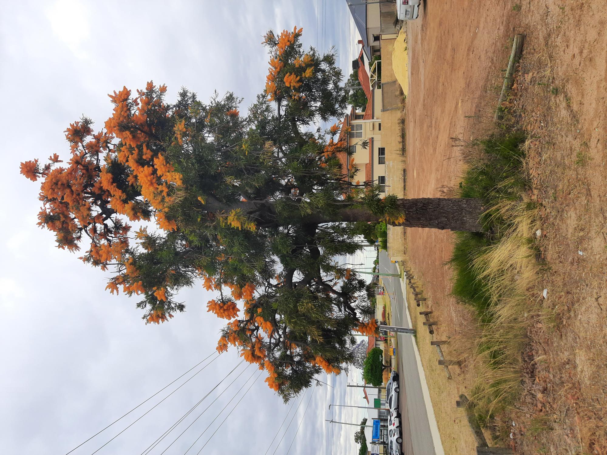 Scheme amendment approved to help protect significant trees - City of ...